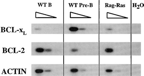 analysis of bcl 2 and bcl xl expression rnas from sorted ras rag1− −