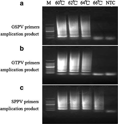 Optimization Of Incubation Temperature For Lamp Reaction In The