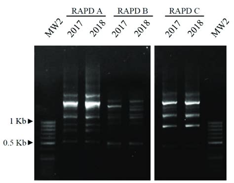rapd profiles of the two samples obtained using three different primer