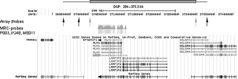 Schematic Genomic Organisation Of The Duplication Region Including The Download Scientific