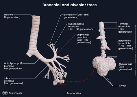Bronchi Encyclopedia Anatomyapp Learn Anatomy 3d Models Articles And Quizzes
