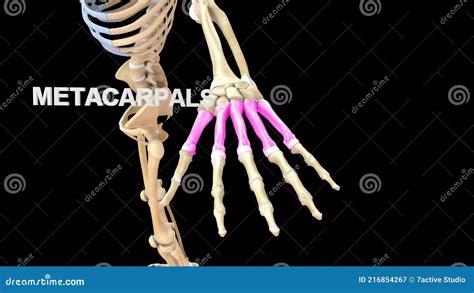 Metacarpal Bone Anatomy