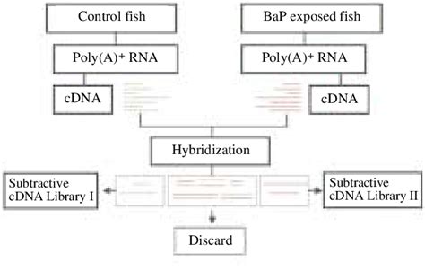 Construction Of Subtractive CDNA Library Poly A RNA Was Download Scientific Diagram
