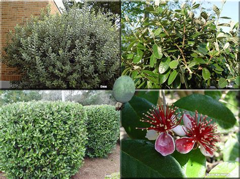 Fngla Plant Id Set 12 Common Names Flashcards Quizlet