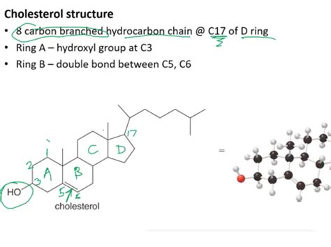 Cholestrol Structure Metabolism And Bile Acids Flashcards Quizlet