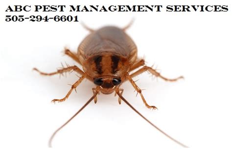 Abc Pest German Roach Pic2 Abc Pest Management Services