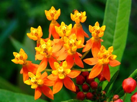 Planta De Algodoncillo Mariposa Naranja Replying To Ferlov3ly Lo