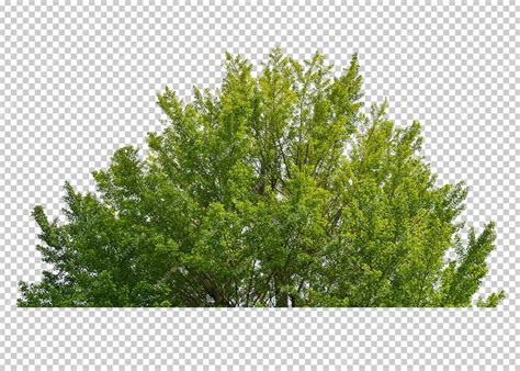 Premium Psd Tree Isolated Transparency Background