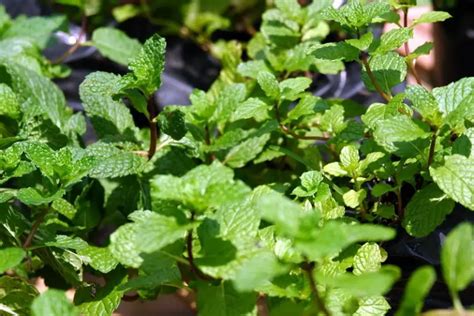 Does Mint Repel Bugs Pests You Can Keep Away With Mint Gardening Chief