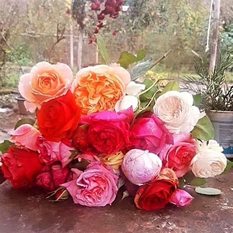 ყვავილები ზესტაფონში