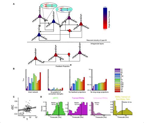 Anatomical And Biophysical Basis Of Neuronal Timescales A