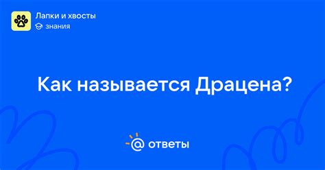 Как называется Драцена Ответы Mail