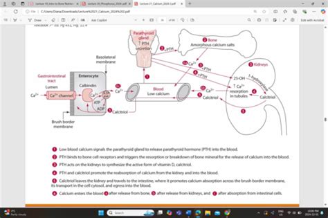 lecture 21 calcium flashcards quizlet