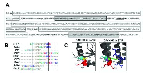 Identification Of Putative Actin Binding Sites In Stip1 Sequence A