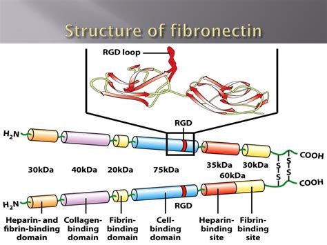 Ppt Cellular Interactions With The Environment Ecm Overview
