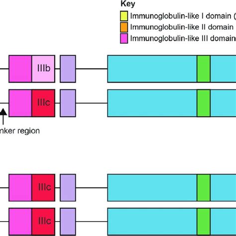 fgfr functional protein domains and splice isoforms schematic of fgfr