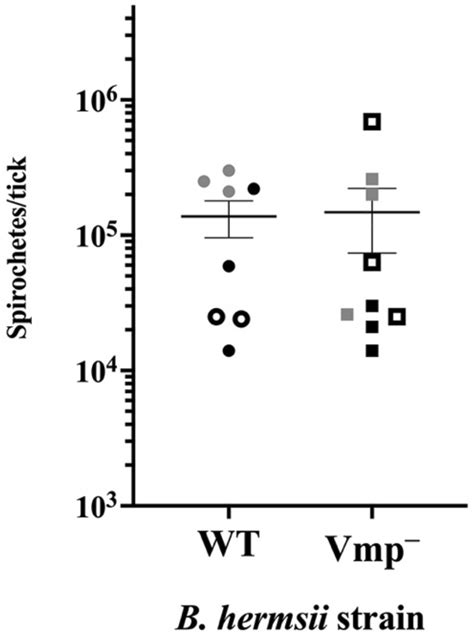 Numbers Of B Hermsii Spirochetes In O Hermsi Ticks Post Feeding