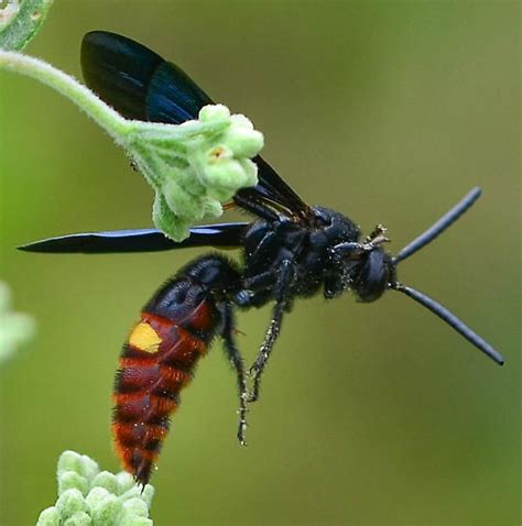Scoliid Wasp Scolia Dubia Scolia Dubia Bugguide Net