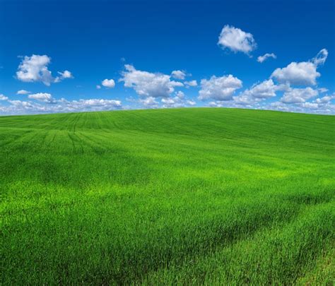 Premium Photo Field Of Grass And Perfect Sky