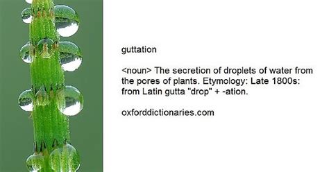 Guttation Imgur