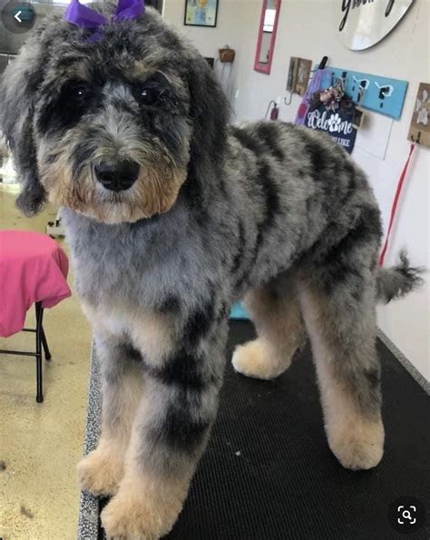 Best Types Of Bernedoodle Haircuts With Pictures 2023 We Love Doodles
