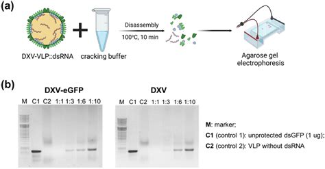 Encapsulation Efficiency Of Dsrna Into Dxv Vlps By The Re Dis Assembly