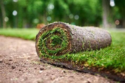 Free Lawn Care Guides Fairgreen Sod Farms