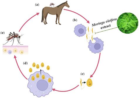 Oxyuris Equi Life Cycle