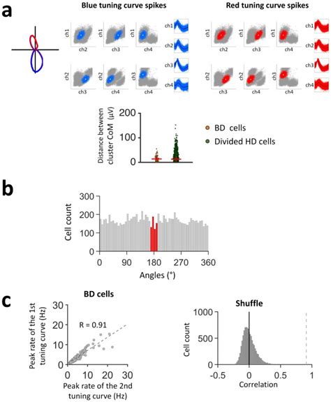 An Independent Landmark Dominated Head Direction Signal In Dysgranular