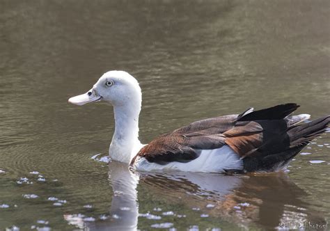 Radjah Shelduck Radjah Radjah Photo Call And Song