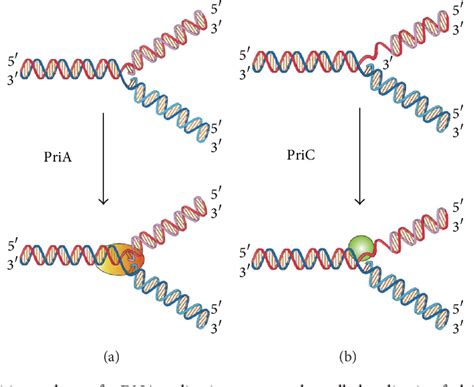 Figure 5 From Structural Insight Into The Dna Binding Mode Of The Primosomal Proteins Pria Prib