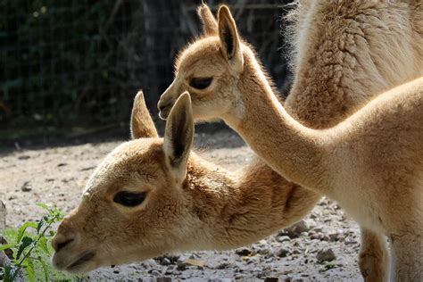 Vicuna Wild Life