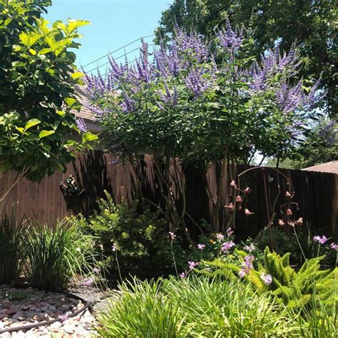 24 Small Trees That Love Full Sun