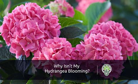Why My Hydrangea Is Not Blooming