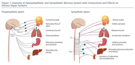 Heart Rate Variability Exercise Parasympathetic Nervous System Sympathetic System