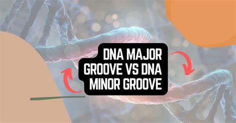 Deciphering The Unique Characteristics Of DNA Major And Minor Grooves