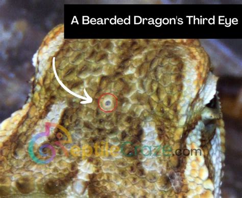 Bearded Dragons Have A Third Eye Here Are The Facts Reptile Craze