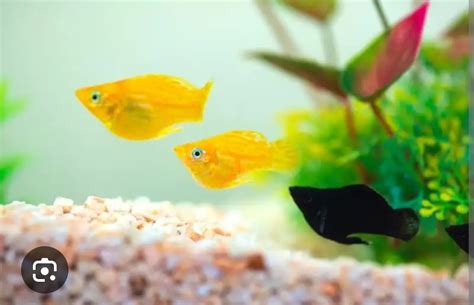 Healing With Fish Molly Balon