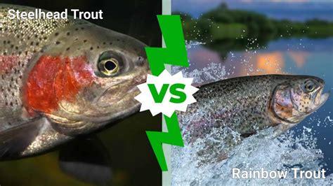 Steelhead Vs Rainbow Trout How To Tell The Difference And Where To
