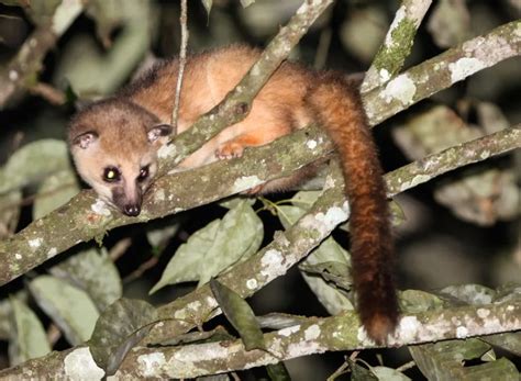 Reissued Java 2010 Mammal Watching Reissued Java 2010 Mammal Watching