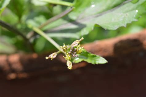 Rorippa Indica Eflora Of India