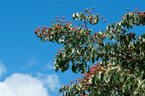 4 Imágenes Fotos De Stock Objetos En 3d Y Vectores Sobre Dendrobenthamia Japonica Shutterstock