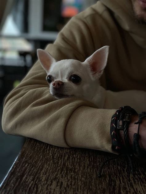 Chihuahua Aesthetic