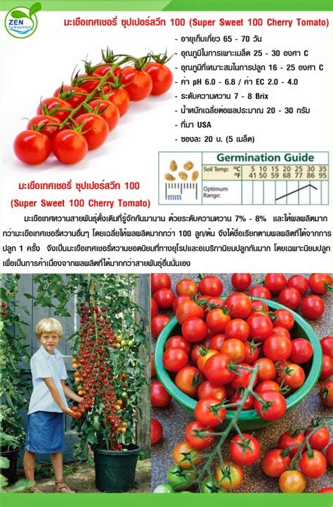 Super 100 Cherry Tomatoes The Indeterminate Vines Continue Bearing