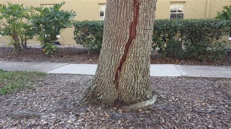 Lightning Protection Oneilstreeservice Com