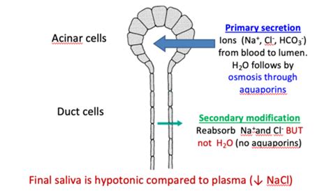BIOL Functional Polarity Flashcards Quizlet