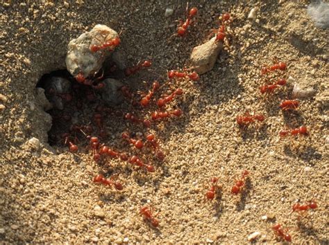34 Different Types Of Ants In Kansas With Pictures