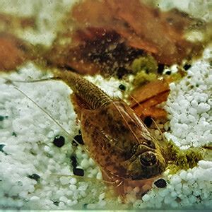 Triops Eggs Tadpole Shrimps Longicaudatus Cancriformis Newberryi