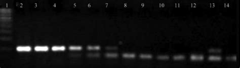 Standardization Of Rt Polymerase Chain Reaction In Plasmid Dilutions Download Scientific