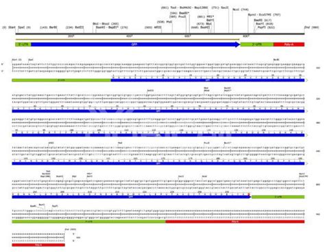 Gfp Mrna Bicell Scientific®